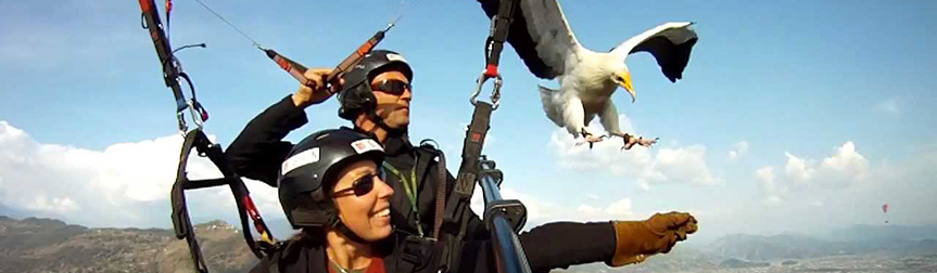 Parahawking – Flying With A Bird Of Prey - AIB Insurance